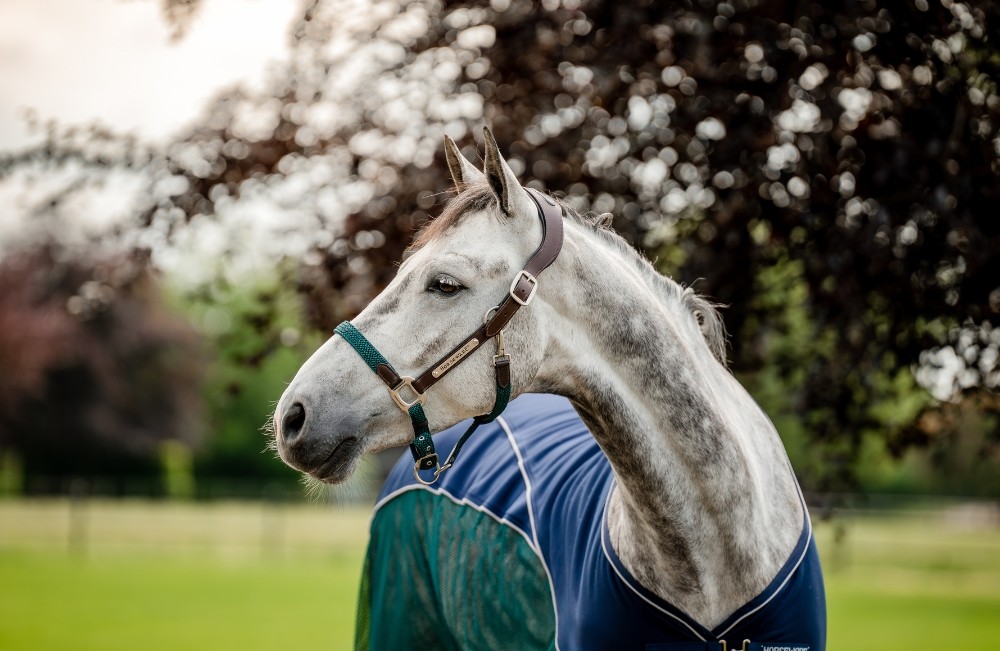 Horse - Equine Warehouse - The Equine Warehouse