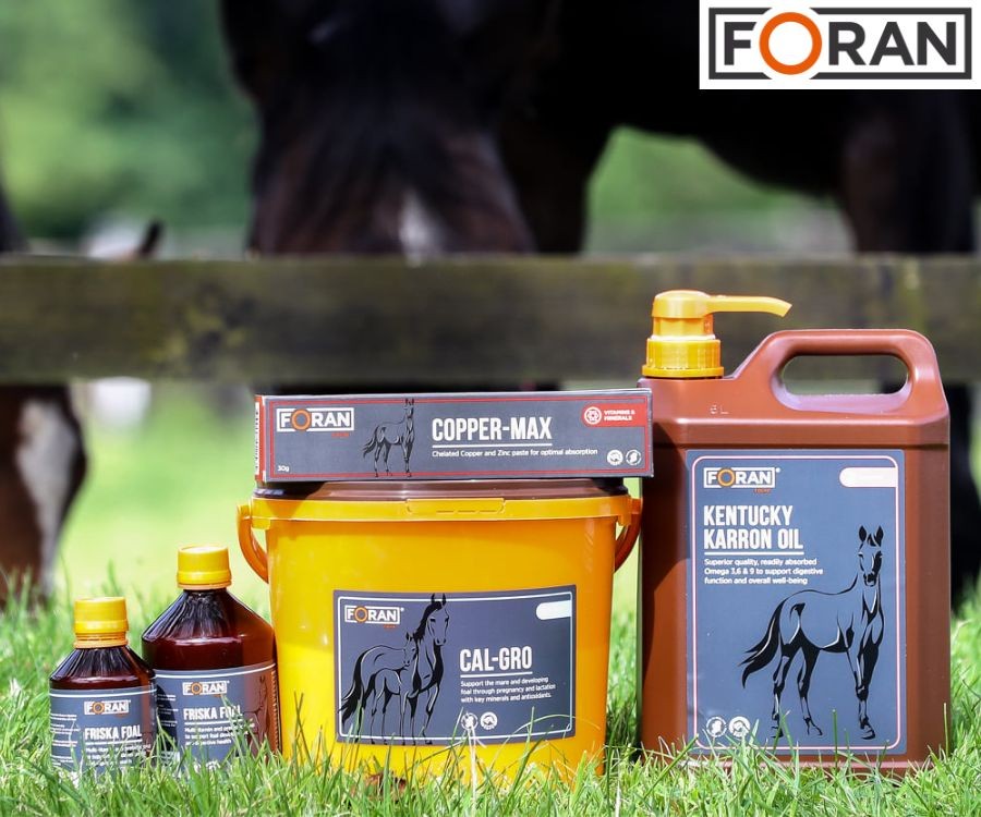 The Equine Warehouse